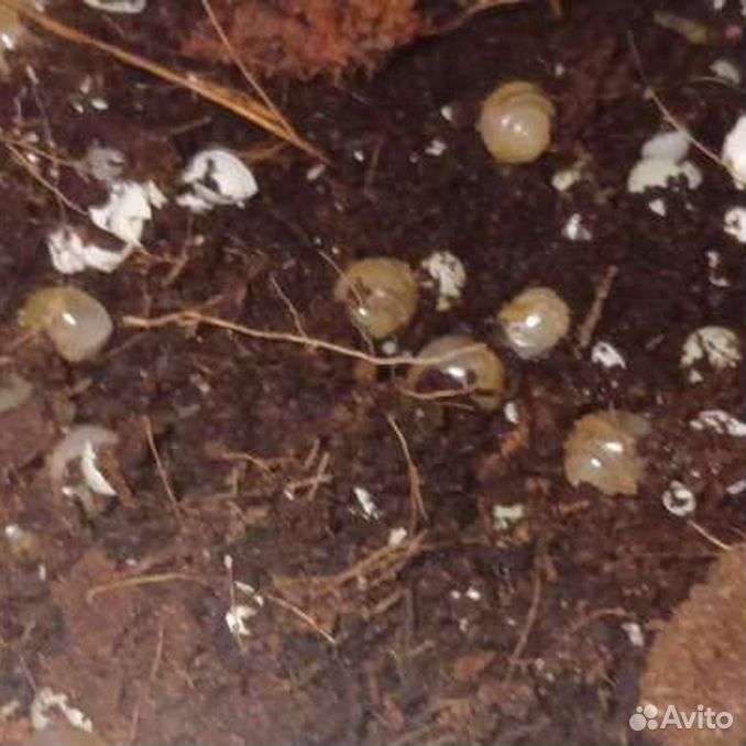Улитки ахатины маленькие 100 штук