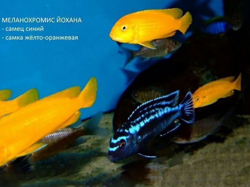 Цихлида йохани Самец