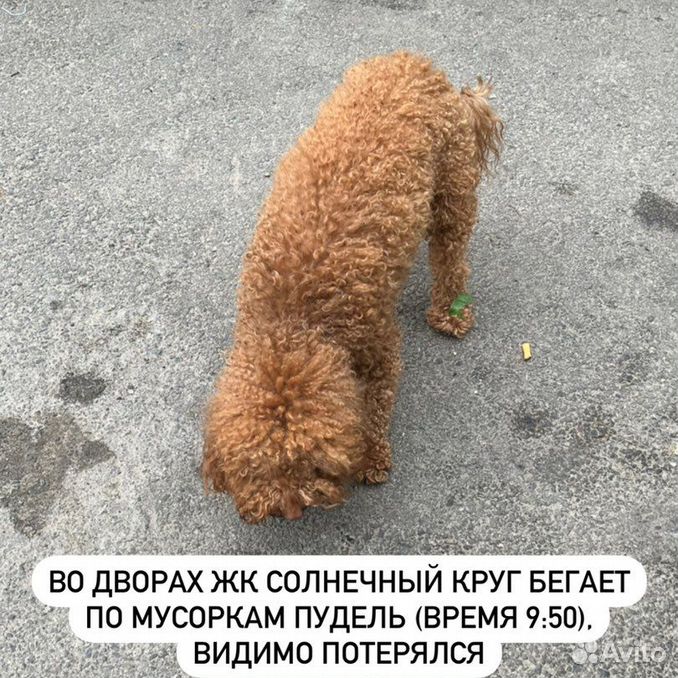 Найден пудель, потерялся пудель