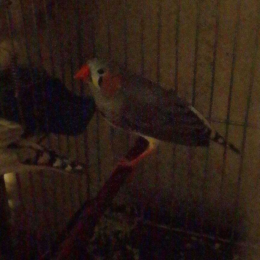 Зебровые амадины