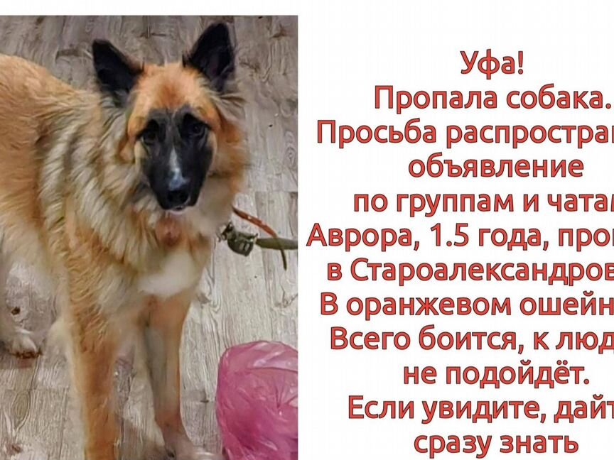 Потерялась собака, помогите найти