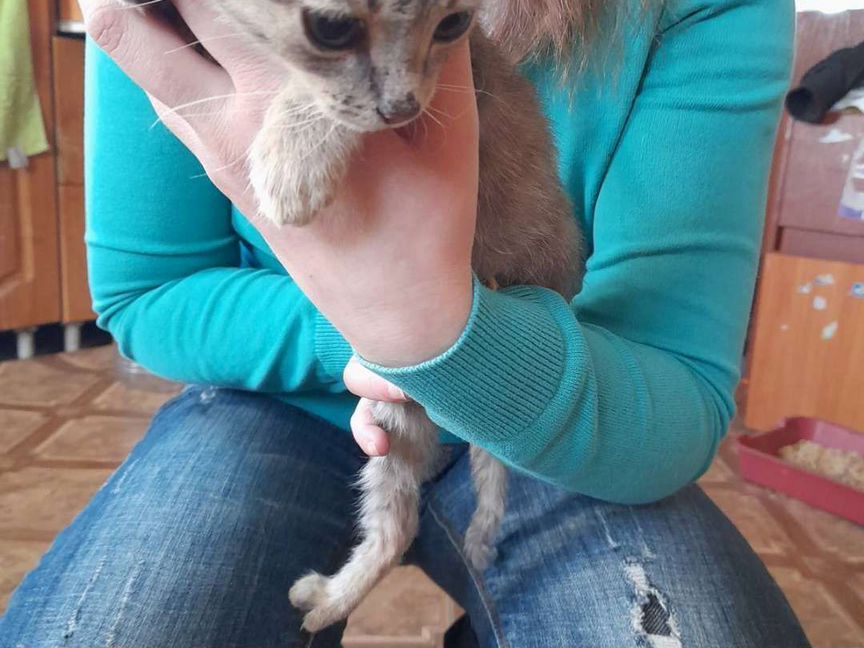 Котенок
