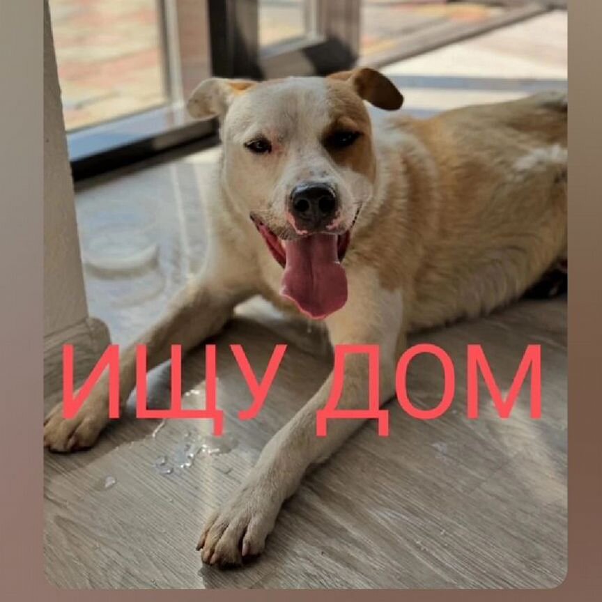 Собака в добрые руки отдам бесплатно