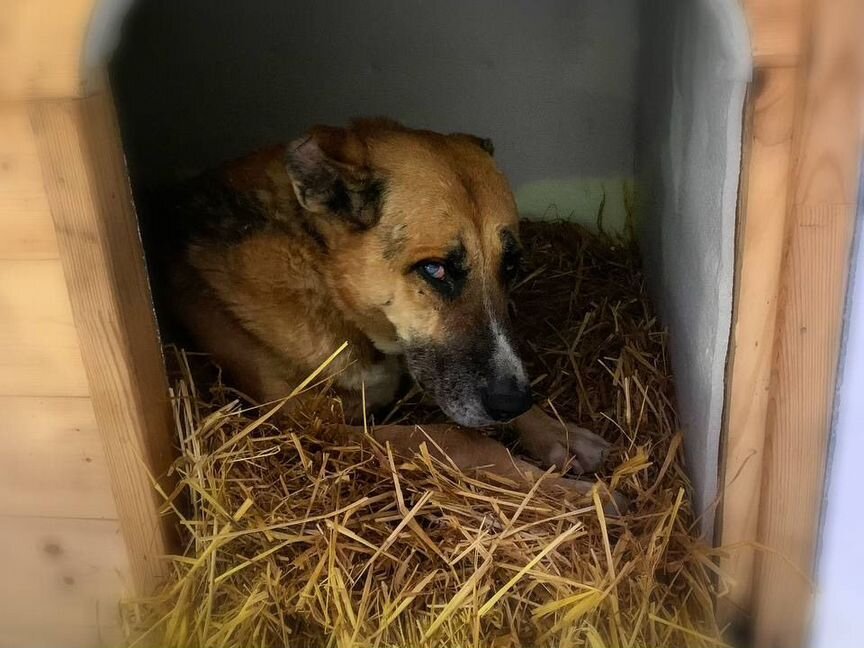 Рыж в добрые руки