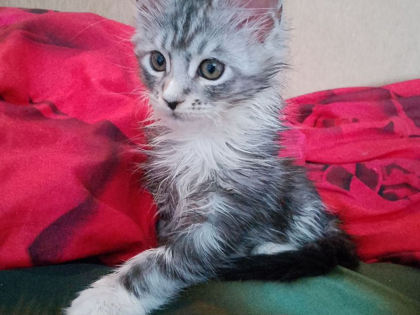 Котята мейн-кун