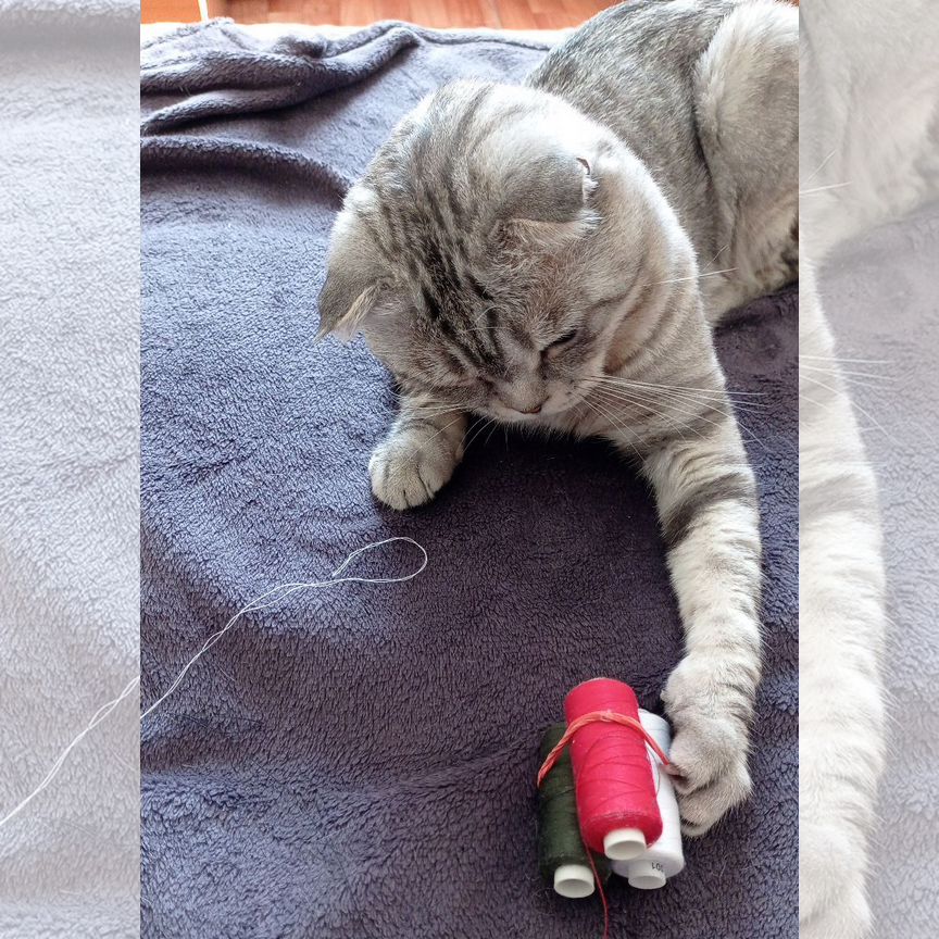 Шотландский вислоухий длинношёрстный, взрослый кот