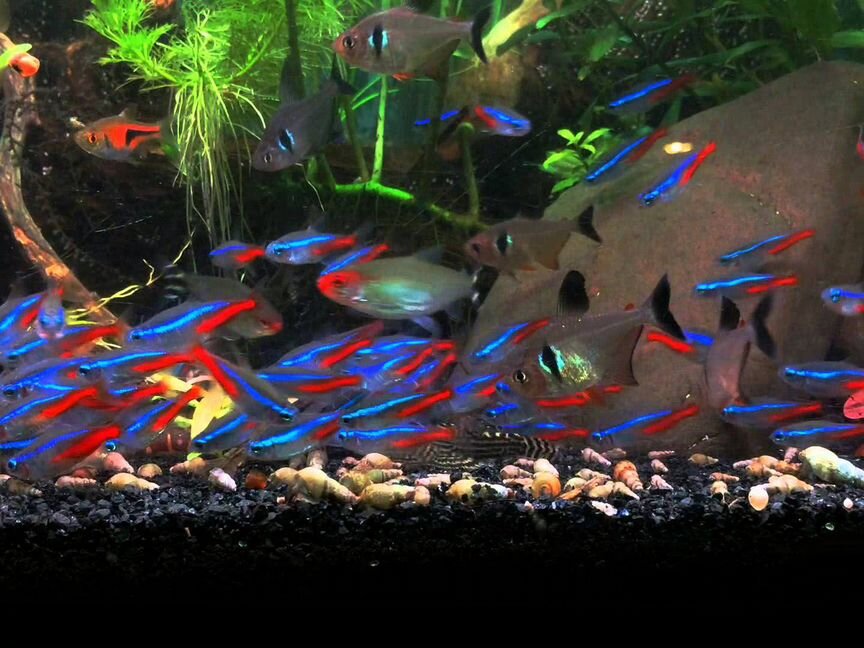 Неоны и миноры