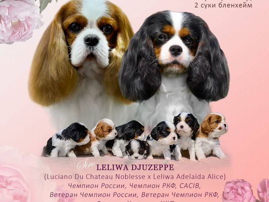 Собаки щенки ккчс