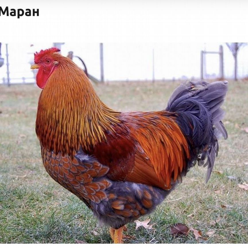 Продаю петуха