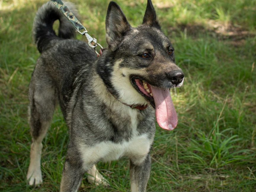 Собака Байкал из приюта в добрые руки