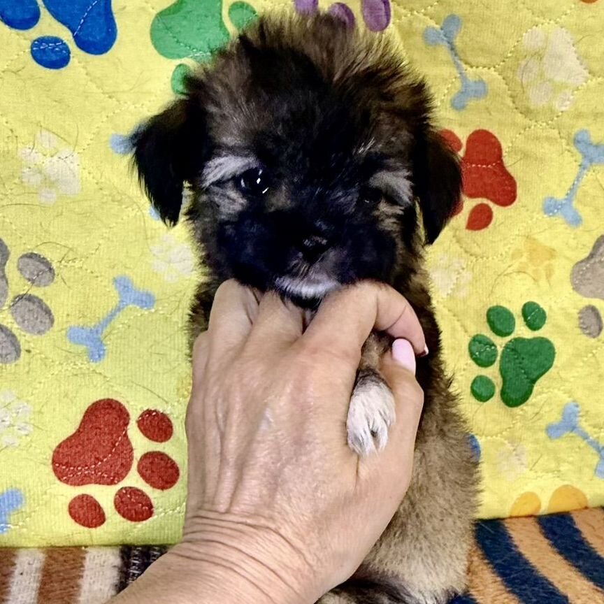 Чихуахуа, щенок