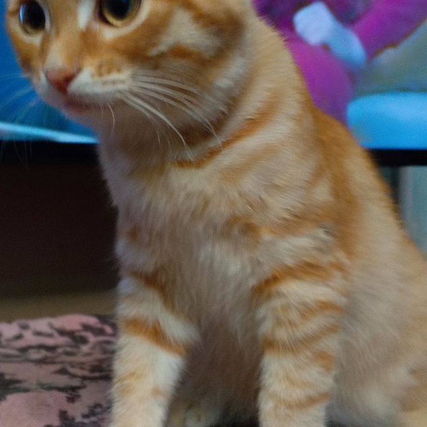 4х месячный кот