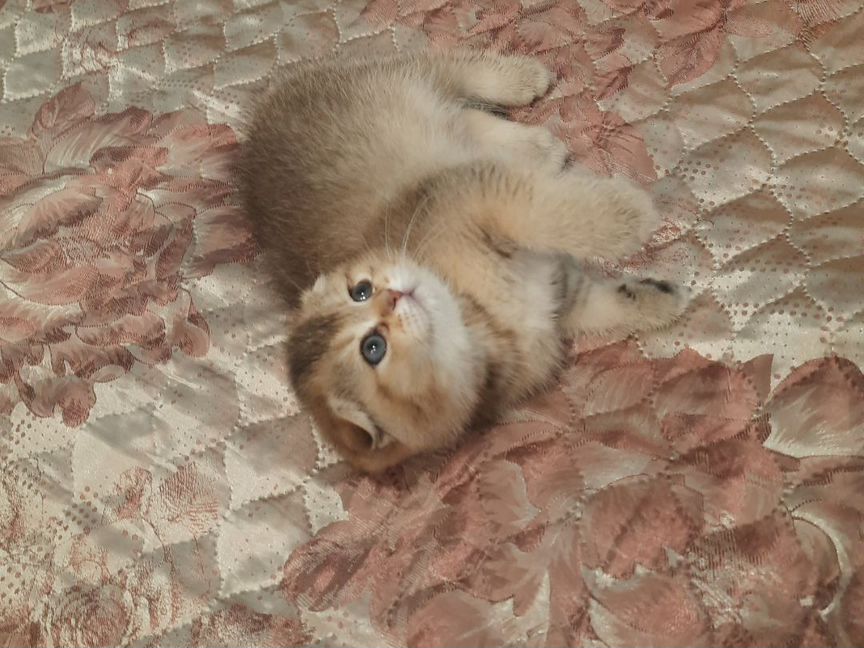 Кошки породистые вислоухие