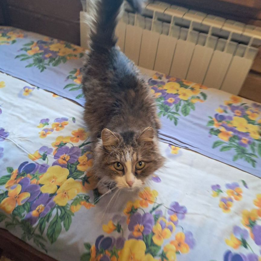 Котик бесплатно