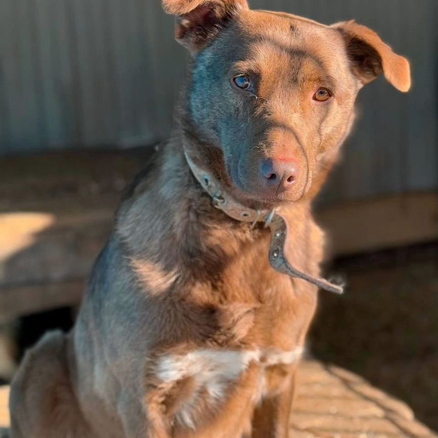 Собака в добрые руки