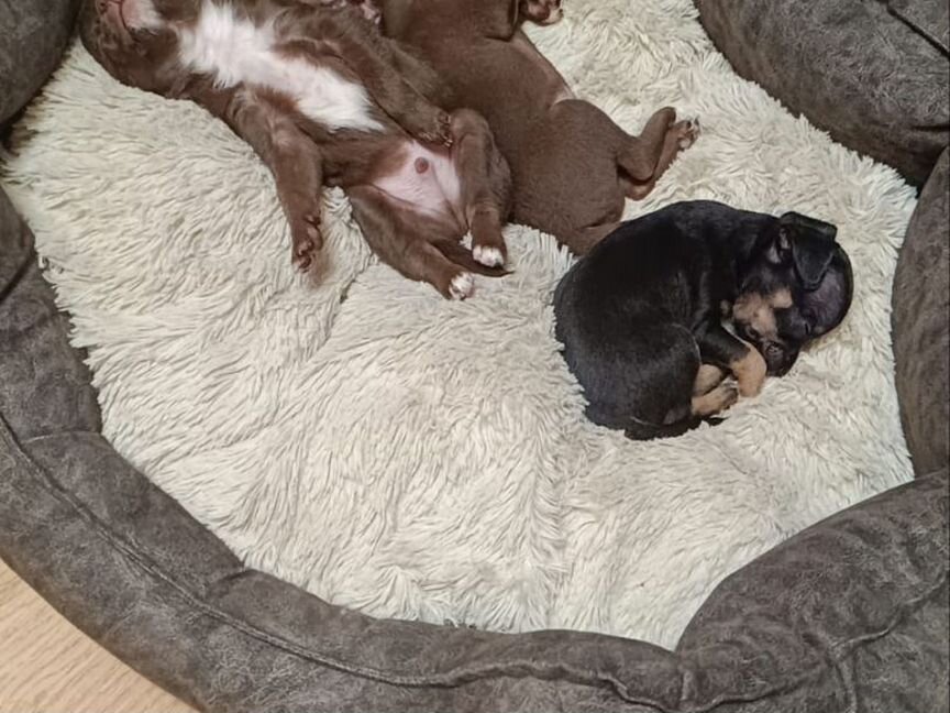 Той-терьер щенки