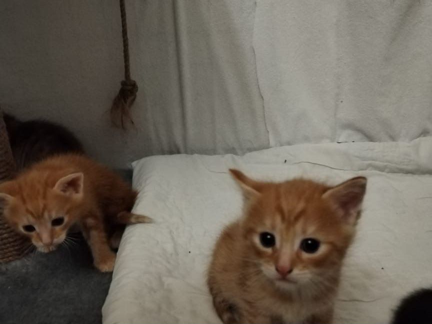 Рыжий котенок мальчик 1 месяц