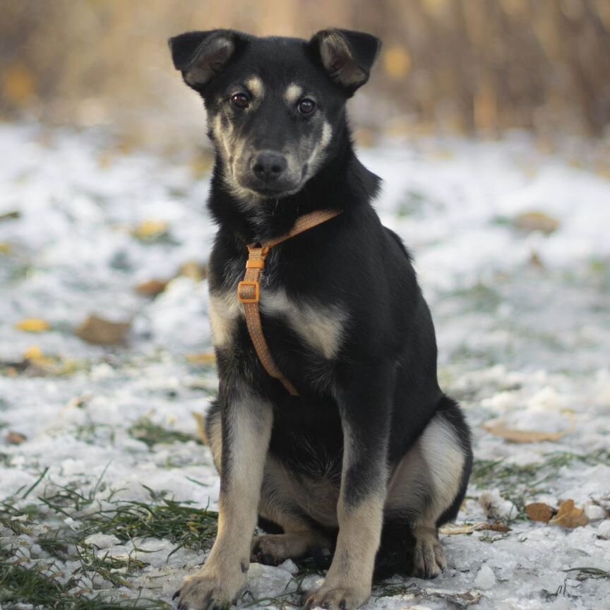 Щенок в добрые руки