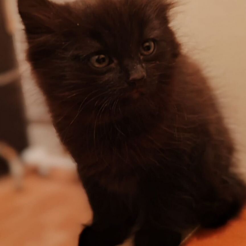 Кошечка, девочка