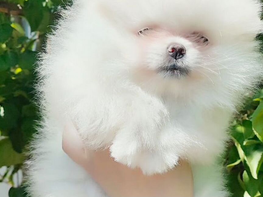 Померанский шпиц