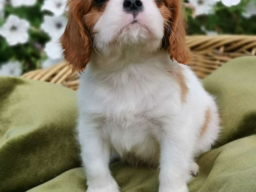 Кавалер кинг чарльз спаниель