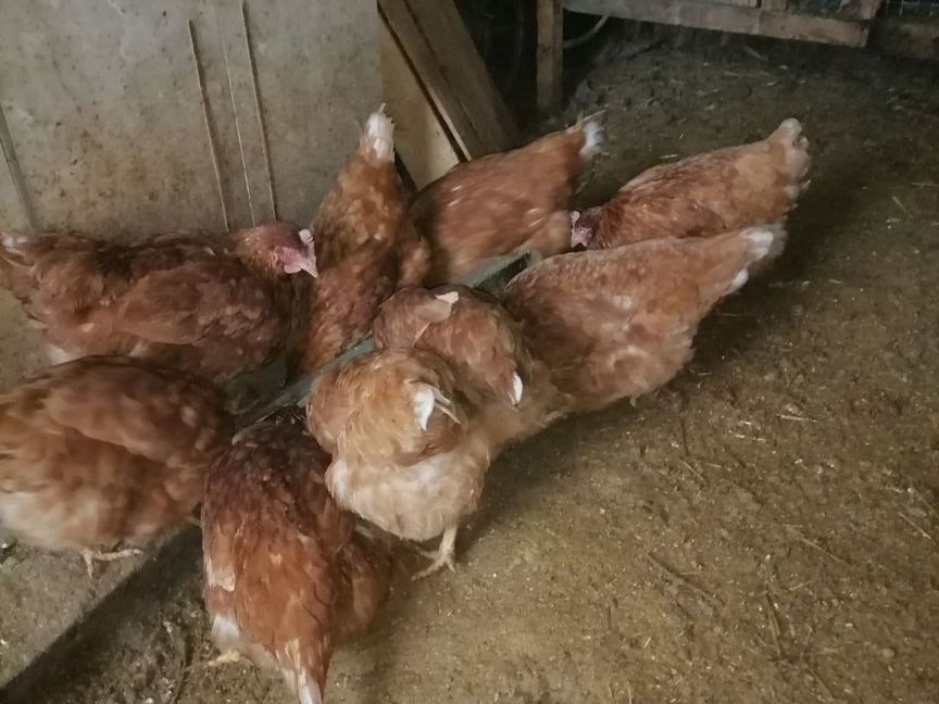 Куры несушки