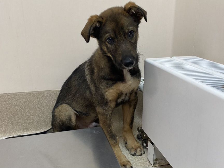 Щенок в добрые руки бесплатно