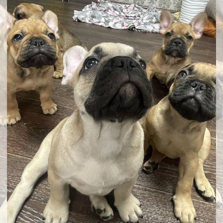 Французский бульдог, щенок