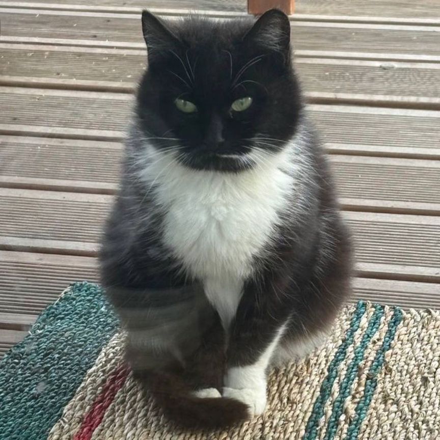 Красивенные котята и мама кошка ждут своих людей