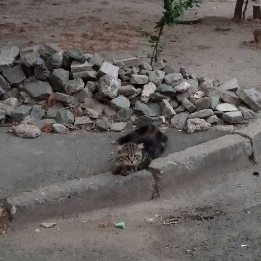 Кошки