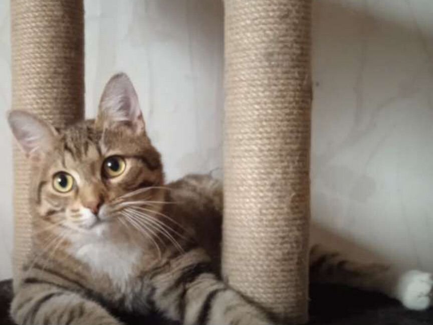 Молоденький котик