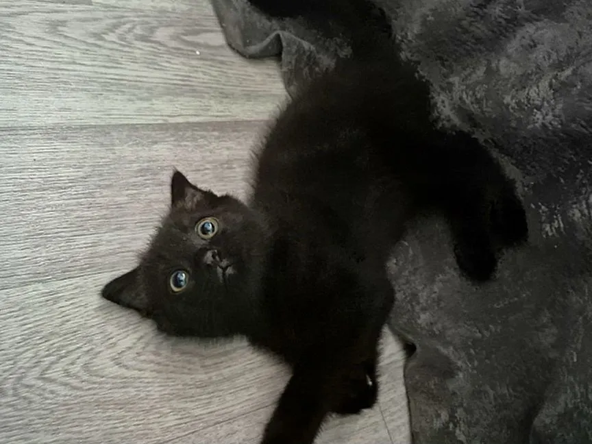 Шотландский вислоухий котенок