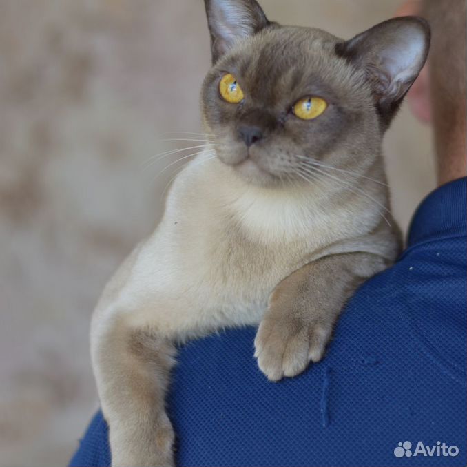 Бурманские котята питомник