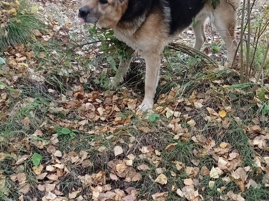 Овчарка кобель привязана