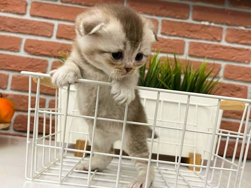 Шотладские котята