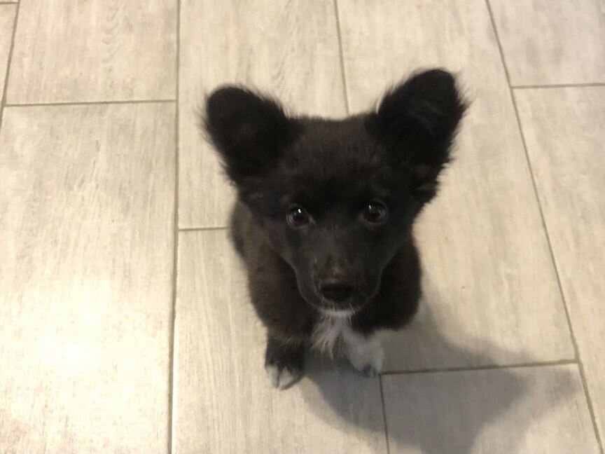 Маленькая собака