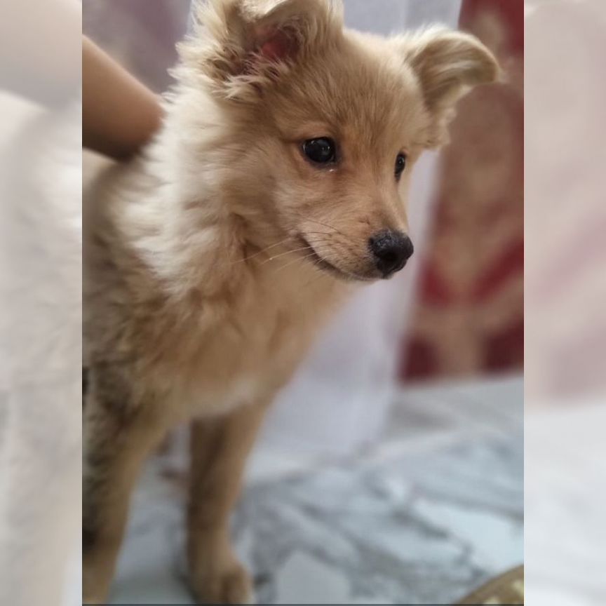 Померанский шпиц, щенок