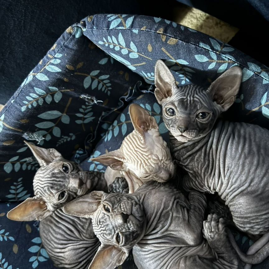 Донской сфинкс