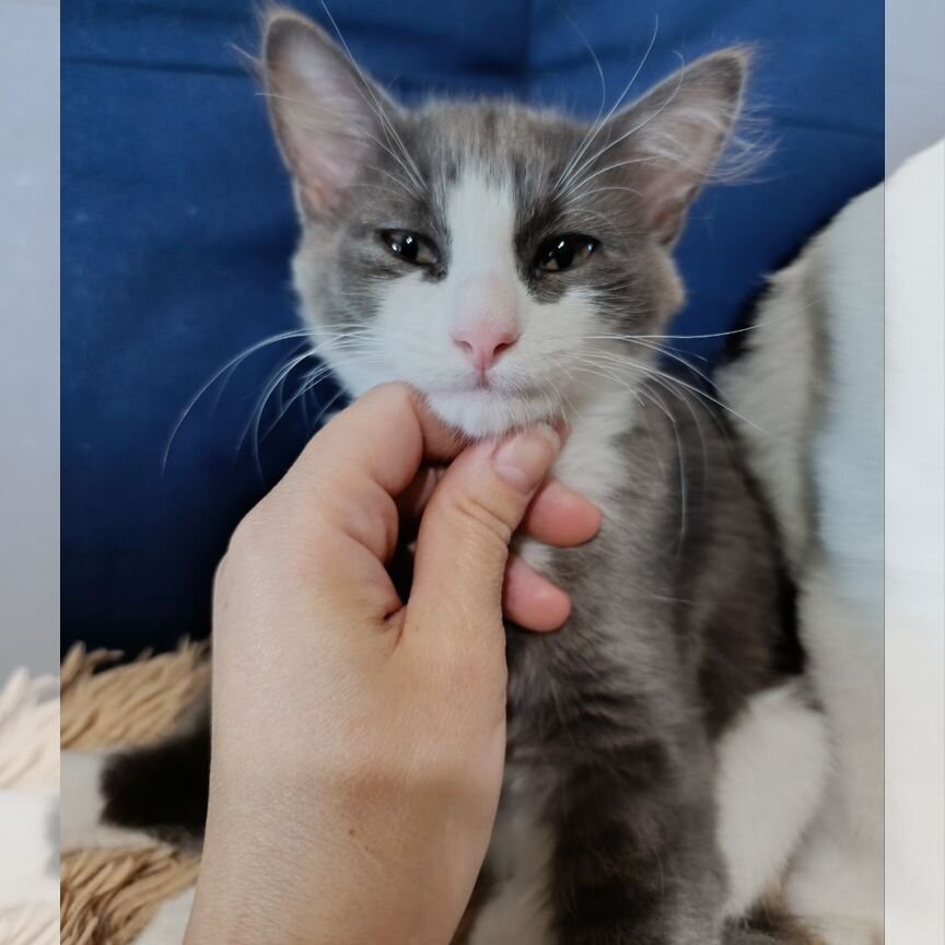 Котенок девочка в добрые руки