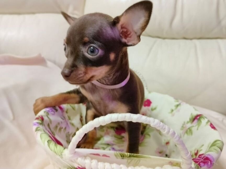 Тойтерер Тойтерьер щенки