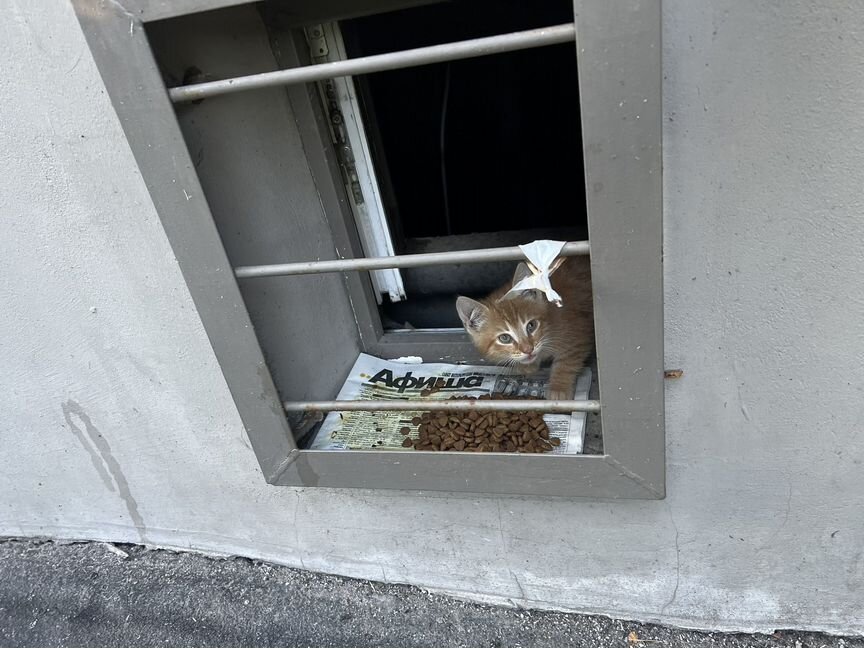 Котенок