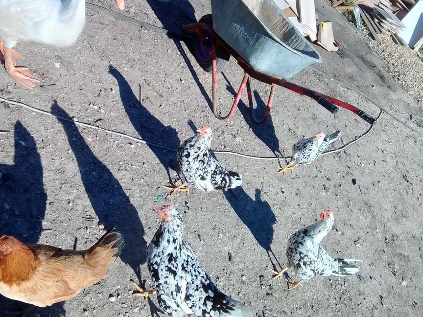 Куры легорн долматинец