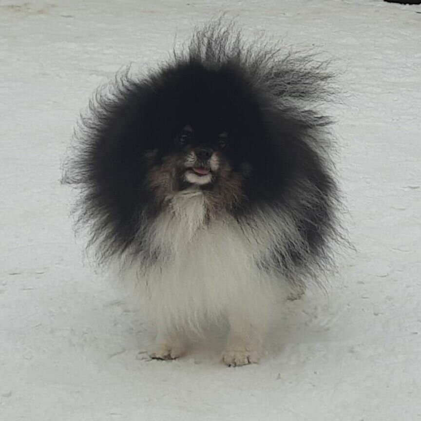 Померанский шпиц