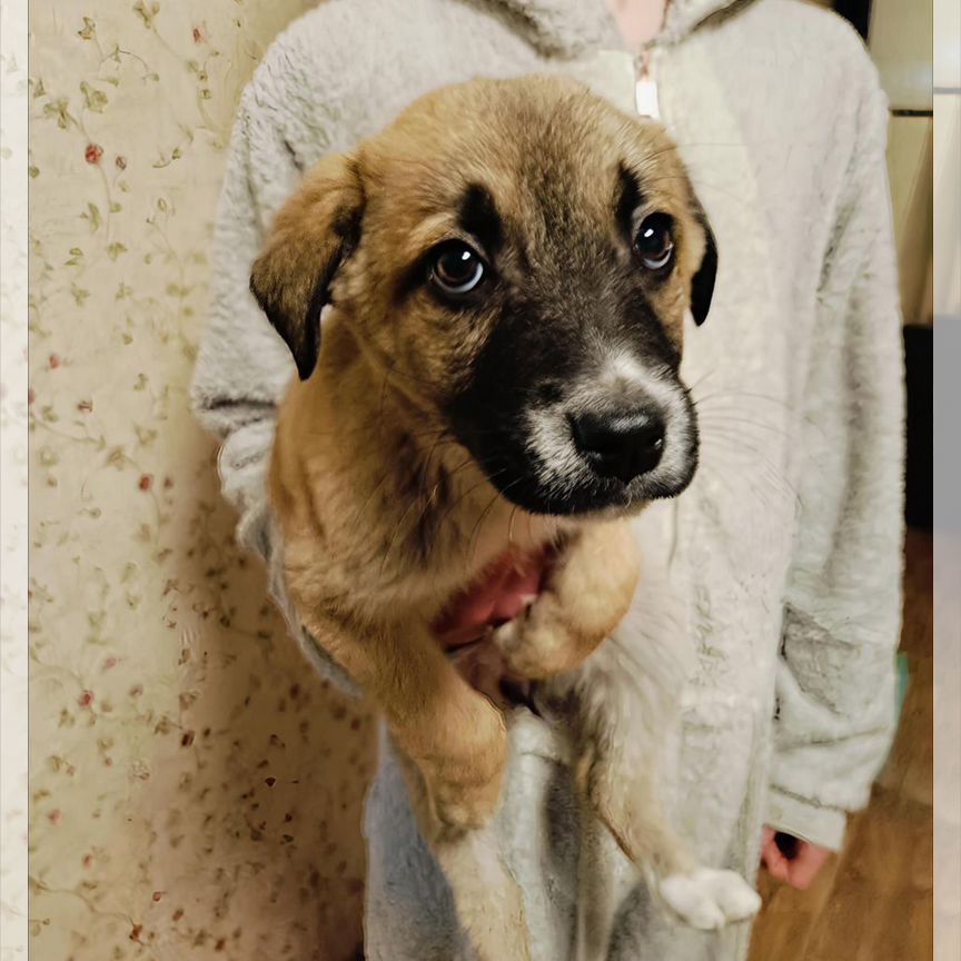 Щенок в добрые руки