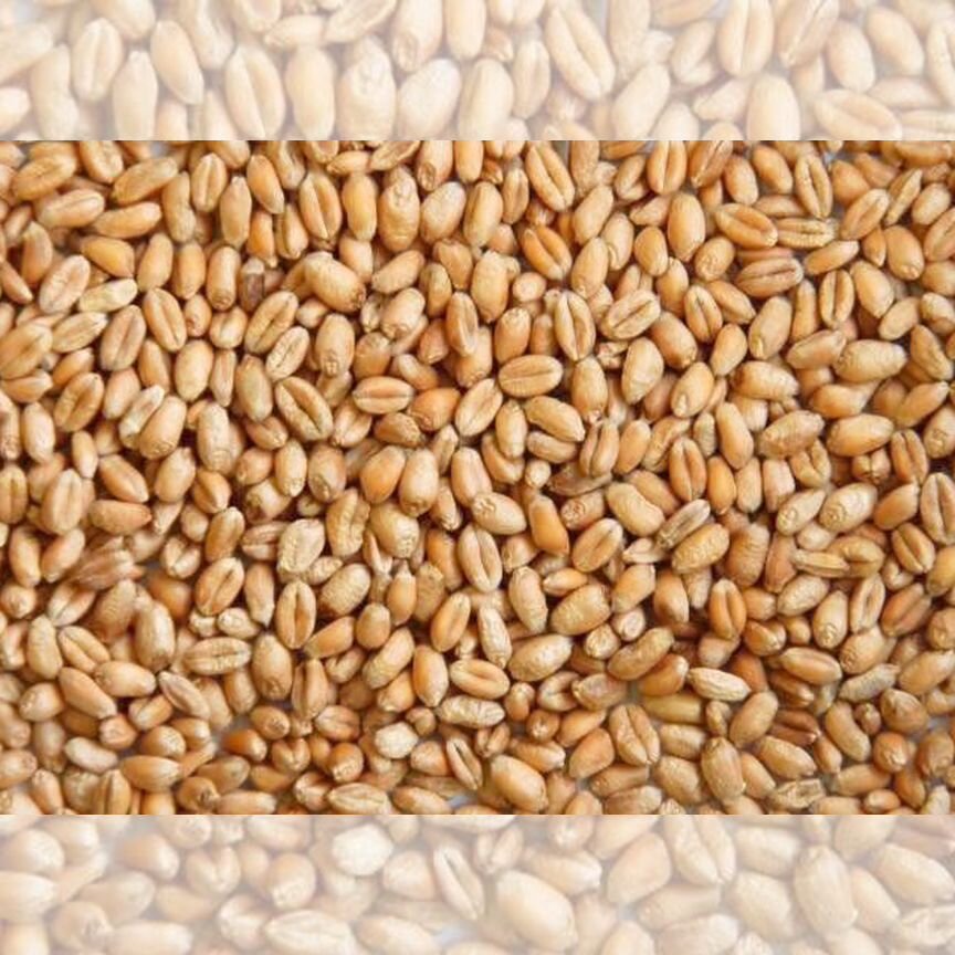 Зерно пшеница