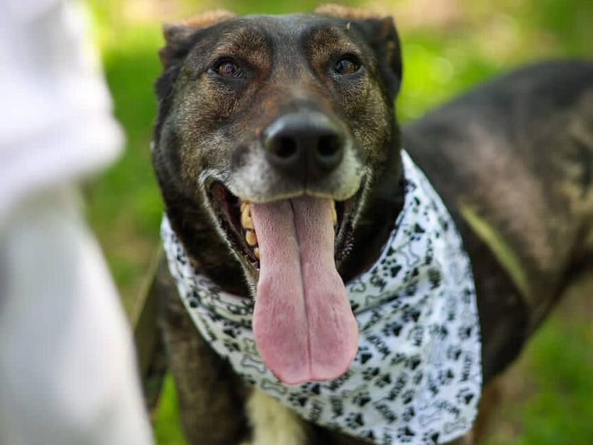 Собака в добрые руки бесплатно ищет дом из приюта