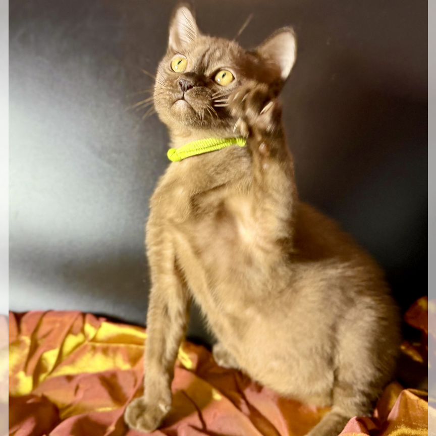 Европейский бурманский котёнок