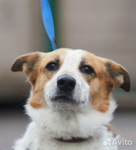 Элис надеется найти свой дом