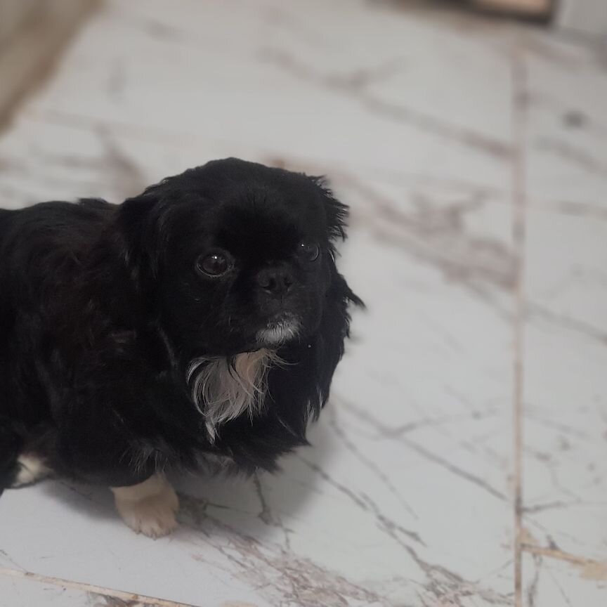 Собака пикинес 7 месяцев