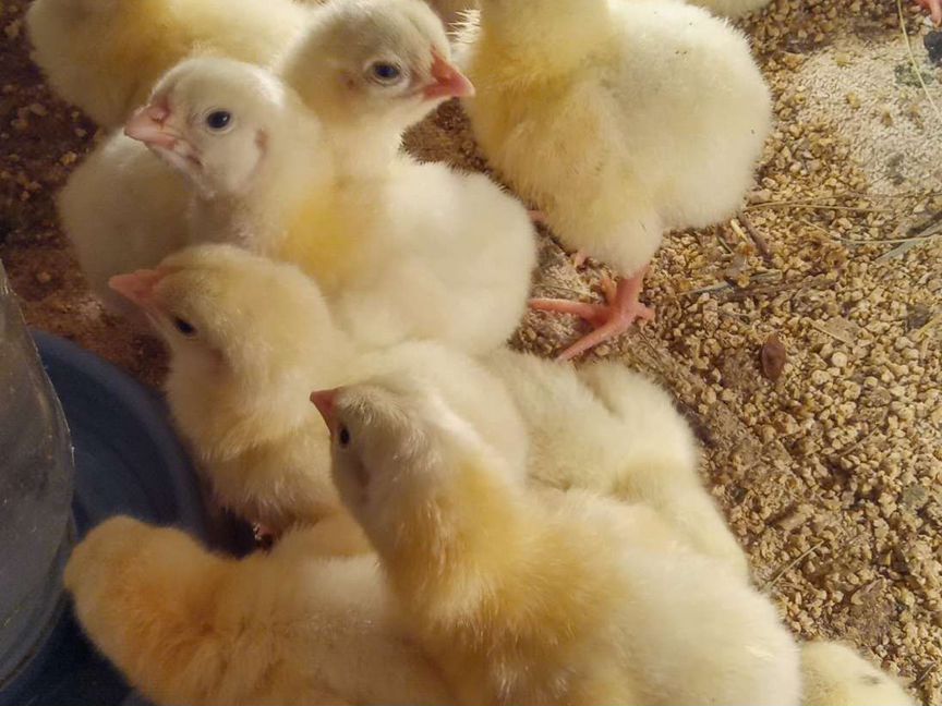 Цыплята бройлеры